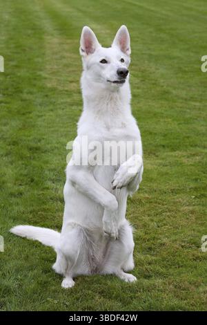 woman and Berger Blanc Suisse Stock Photo - Alamy