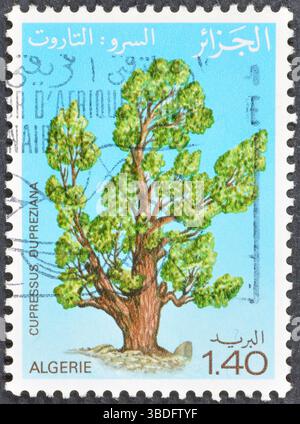ALGERIA - CIRCA 1981: a stamp printed in Algeria shows Saharan cypress ...