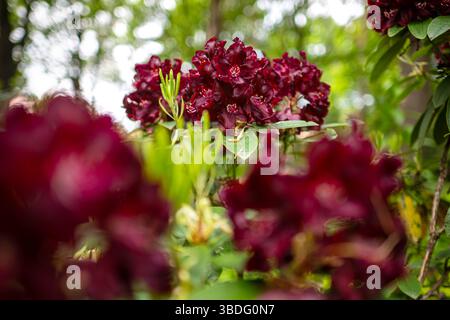 Different varieties of rhododendrons bloom in the garden in May Stock ...