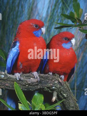 Pennant Parakeet (Platycercus elegans) in a bush in the Blue Mountains ...