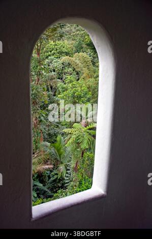 View from window of Yokahu Observation Tower, El Yunque National Forest ...