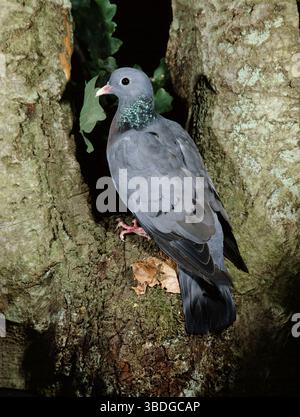 Stock dove Columba oenas, adult portrait, Suffolk, England, June Stock ...