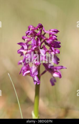 Orchis mâle (Orchis mascula) Orchis mascula in flower Stock Photo - Alamy