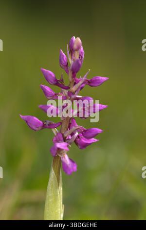 Orchis mâle (Orchis mascula) Orchis mascula in flower Stock Photo - Alamy
