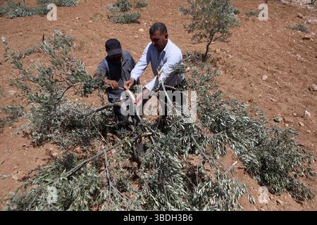 Palestinian residents examine olive trees on their land damaged by ...