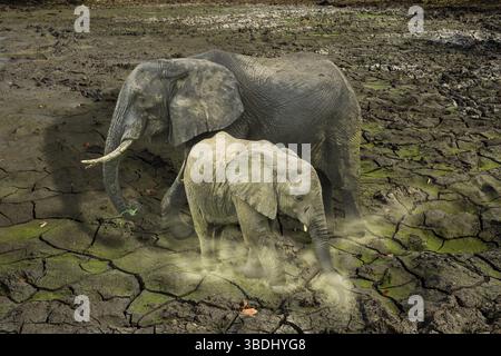 The last surviving elephants on cracked earth background. concept of ...