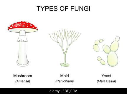Detailed Vector Illustration of Yeast Cell Structure for Microbiology ...