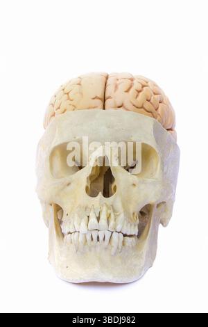 Artificial human skull on a colored background Stock Photo - Alamy