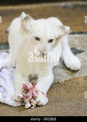 White female lion cub at the naming ceremony in the zoological garden ...
