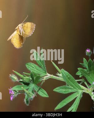 Yellow Shell moth, Nettle moth (Camptogramma bilineata Stock Photo - Alamy