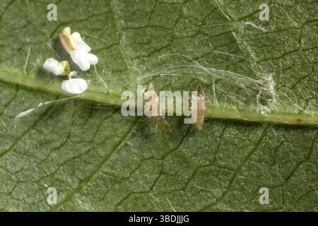 Green lacewings (Chrysopidae), larvae, eggs Stock Photo - Alamy