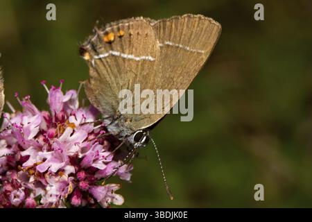 blue spot hairstreaks, (Satyrium spini Stock Photo - Alamy