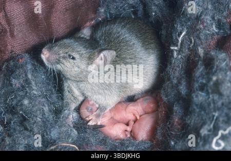 House Mice female with young at nest Mus musculus Europa Europe adult ...