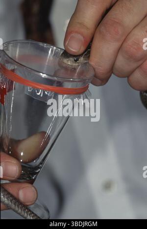 Common Cobra (Naja naja Stock Photo - Alamy