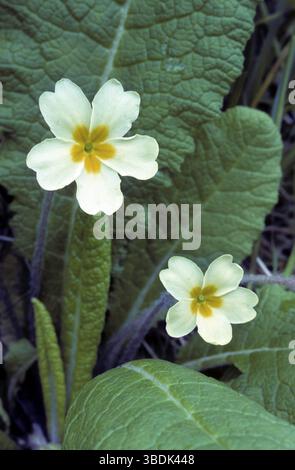 Yellow cushion primrose, Primula vulgaris Stock Photo - Alamy