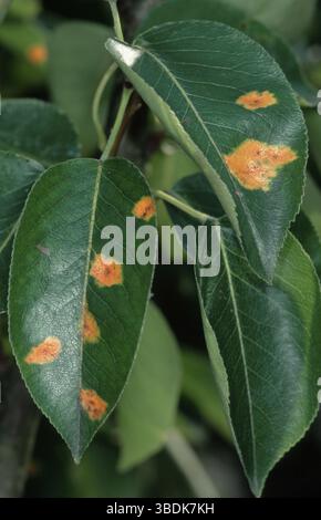 Rust on pear leaves, fruit plant disease Stock Photo - Alamy