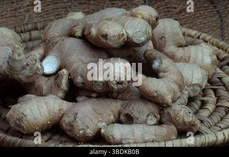 Common Ginger (Zingiber officinale) roots Stock Photo - Alamy