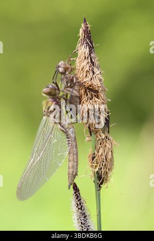 Downy Emerald (Cordulia aenea), Insecta, X7GW+7G, 3400 Hillerød ...