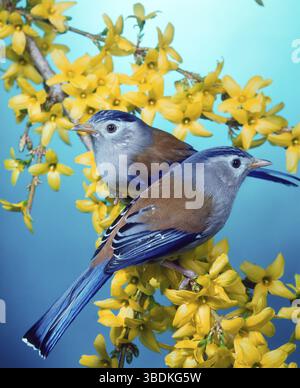 Blue winged minla bird Stock Photo - Alamy