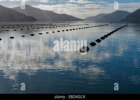 One of many green lipped mussel farms with lines of mussel floats in ...