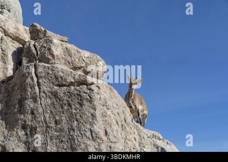 A young Iberian wild mountain goat perched on a high rocky promontory ...