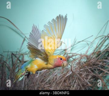 Peach faced lovebird in flight side view Stock Photo - Alamy