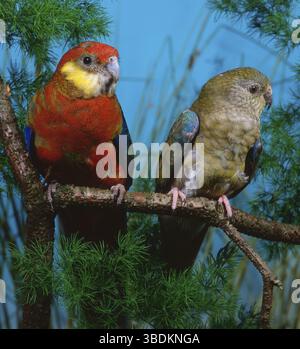 Western Rosella (Platycercus icterotis) female, Perth, Australia Stock ...
