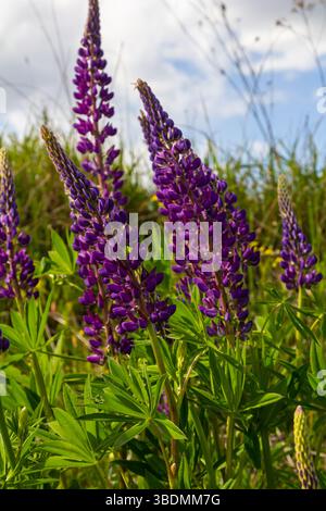 Lupinus, lupin, lupine field with pink purple and blue flowers. Bunch ...