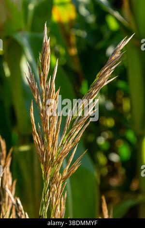 Bromus is a large genus of grasses, classified in its own tribe Bromeae ...