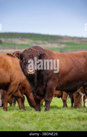Pedigree Luing bull in upland pasture with his herd of cows. Lairg ...