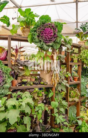 Vegetable display at Chelsea flower show Stock Photo - Alamy