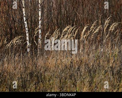 Grass stalks in backlight Stock Photo - Alamy