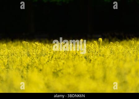 Selective shot of rapeseed flowers in a field on the blurred background ...