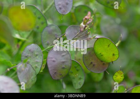 Science and Nature - Seed Dispersal / Plant Reproduction Stock Photo ...