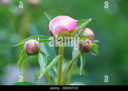 Fresh Peony Blooms ( Sea Shell variety Stock Photo - Alamy