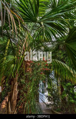 Palms in The Pavilions in Sheffield Botanical Gardens, with a Narrow ...