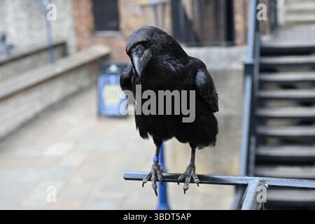 A Tower of London Raven in the sun Stock Photo - Alamy