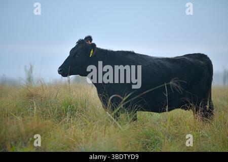 A Wagyu beef heifer eating pasture on a farm in the South Burnett ...