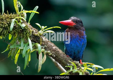 Beautiful blue bird, White-bellied blue robin male, Blue Robin resting ...