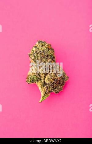 INDIVIDUAL INDOOR CANNABIS NUGS/BUDS SHOTS Stock Photo - Alamy