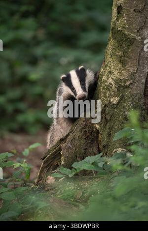 European badger sitting upright Stock Photo - Alamy