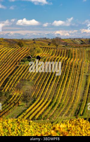 Autumn vineyard near Cejkovice, Southern Moravia, Czech Republic Stock ...