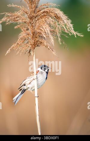 Close up of golden reeds in the margins of a small, natural and quiet ...