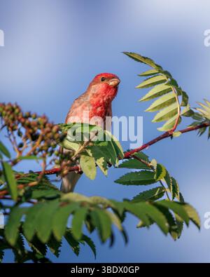 Red Rowan Tree Berries golden leaves close up Stock Photo - Alamy