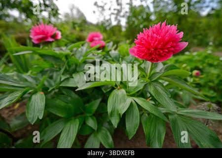 Large double red spring flowers of herbaceous peony UK garden May Stock ...