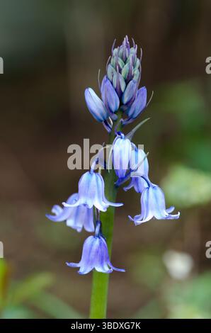 Vertical macro of Spanish bluebell flowers with green stems and dried ...