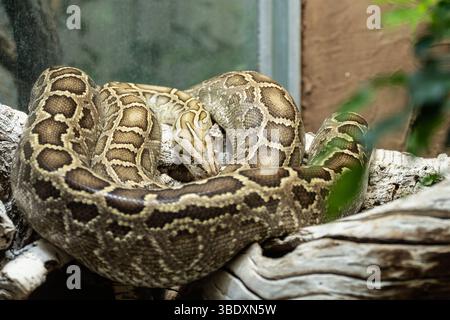 Ein Dunkler Tigerpython in der Wilhelma. Stuttgart Baden-Württemberg Deutschland *** A dark ...