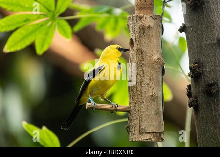 Ein Orangebrust-Trupial hält sich in der Wilhelma an einem Vogelhaus ...