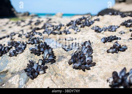 Wild mussels clinging to rock and seaweed in County Donegal, Ireland ...