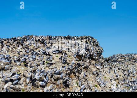 Wild mussels clinging to rock and seaweed in County Donegal, Ireland ...